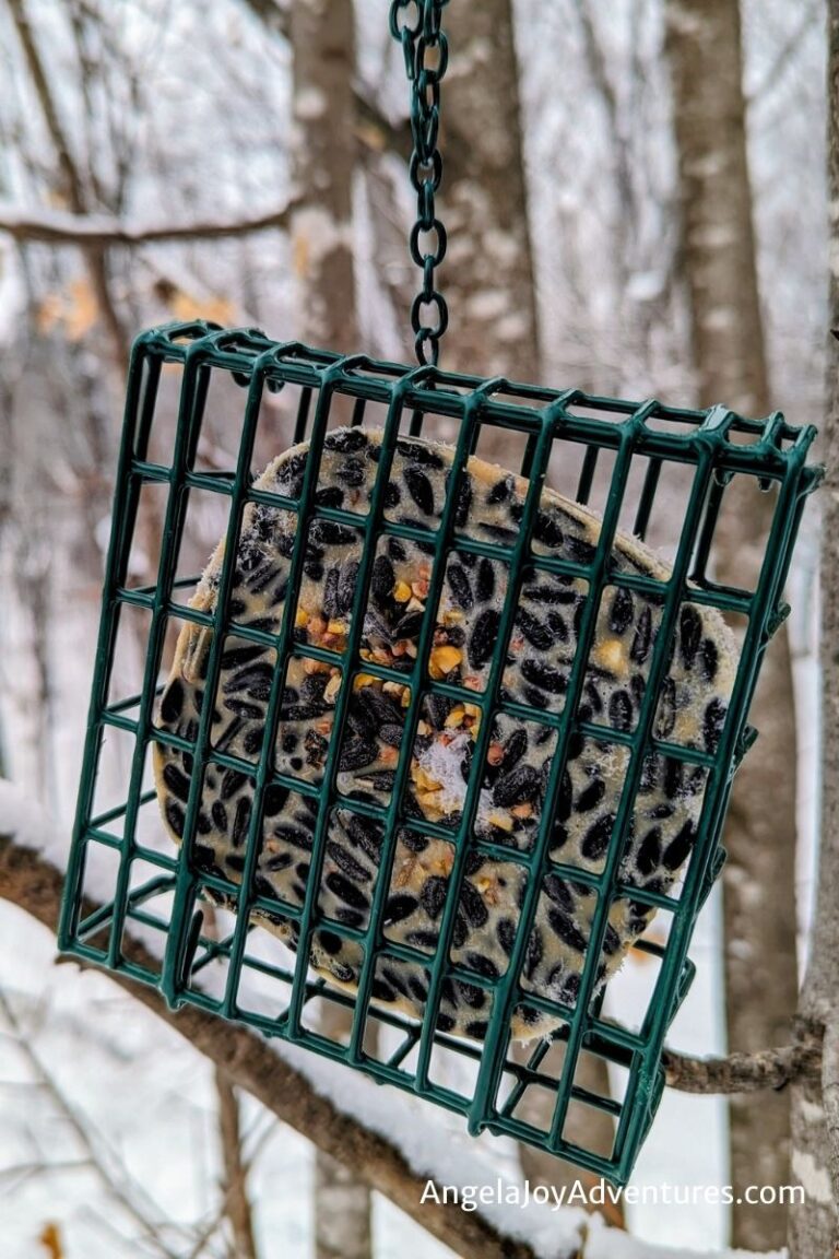 How to Make Your own Suet Blocks at home - Angela Joy Adventures